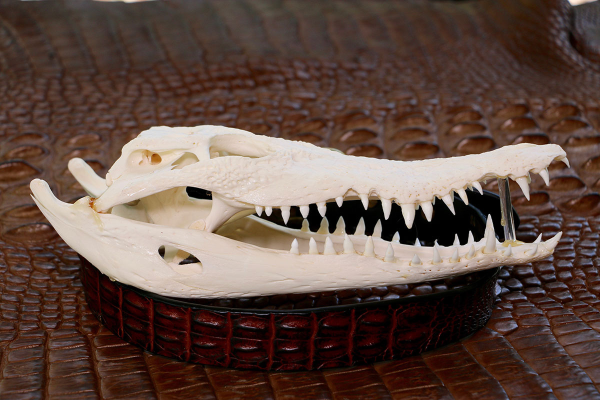 Crocodile Skulls | Mick's Whips